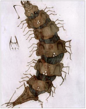 DPS Soul Binder Guide by Orissamr | Ragnarok M